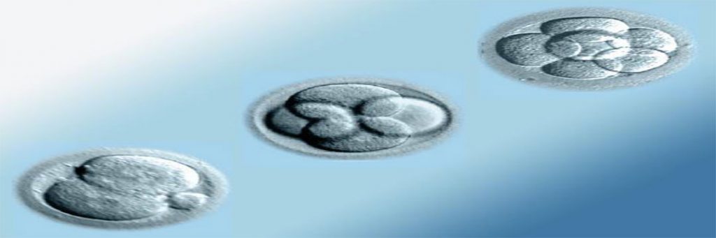 Difference between a Day 3 and a Day 5 Embryo Transfer